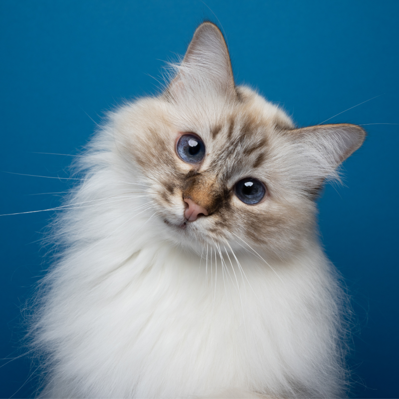 Dlaczego kot znakuje?